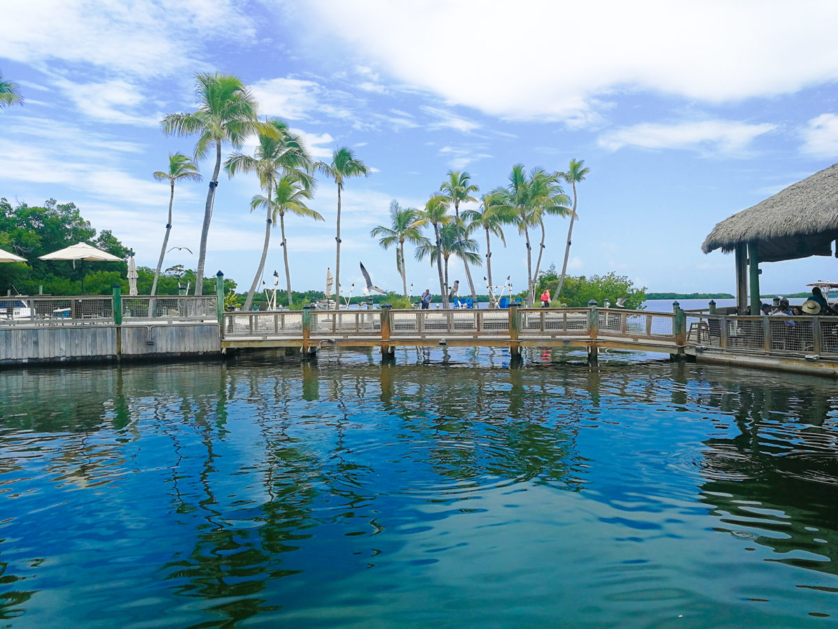 Robbie’s Marina Islamorada - MiaRentals Blog