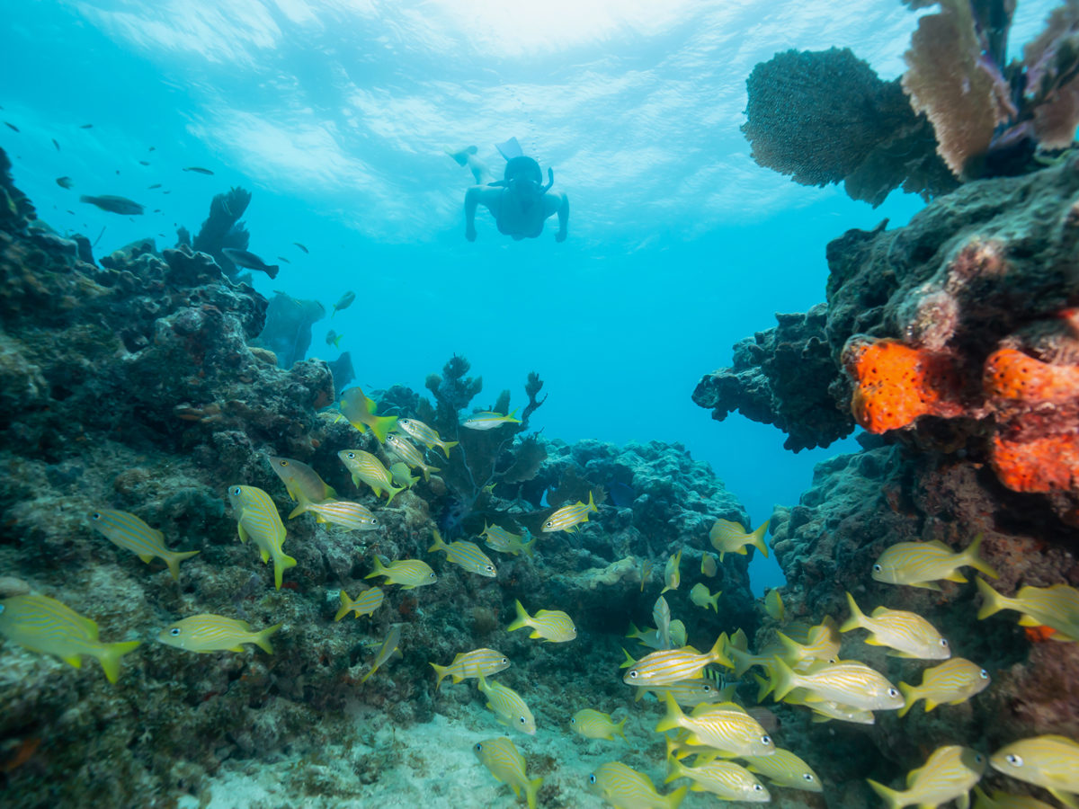 Snorkel in the Keys - MiaRentals Blog